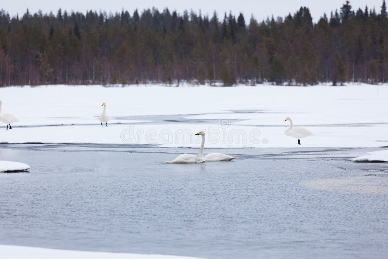 Swans on Partially Frozen Lake Stock Photo - Image of snow, flock: 92842414