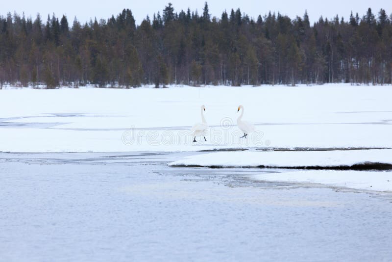 Swans on Partially Frozen Lake Stock Photo - Image of scandinavia ...