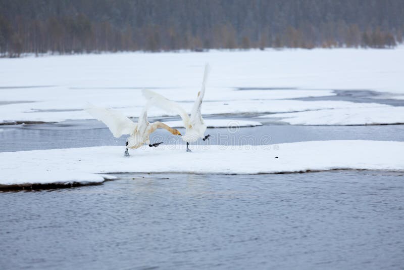Swans on Partially Frozen Lake Stock Image - Image of frozen, beauty ...
