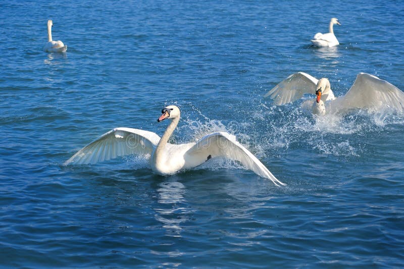 Swans play stock image. Image of white, reflections, graceful - 56686697