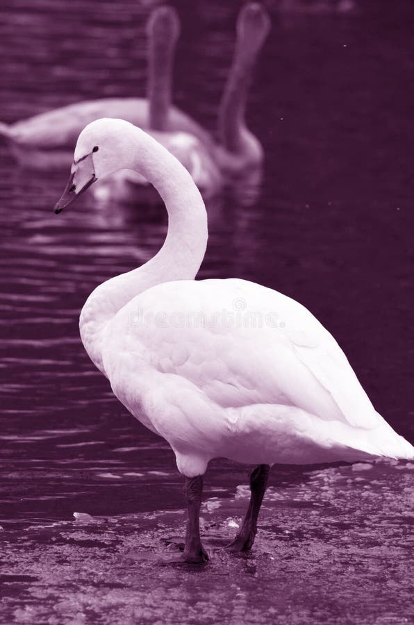 Boy Playing at the Lake stock photo. Image of climb, swim - 5449592