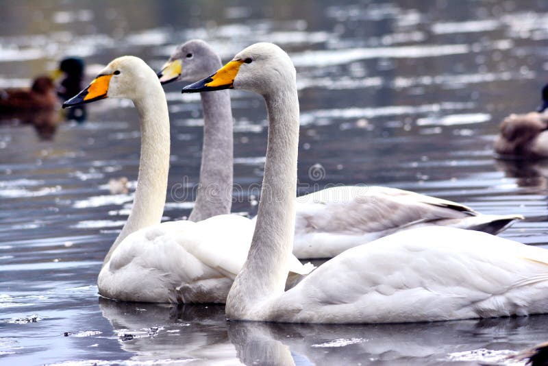 Swans playing stock photo. Image of grace, nature, purity - 38576612