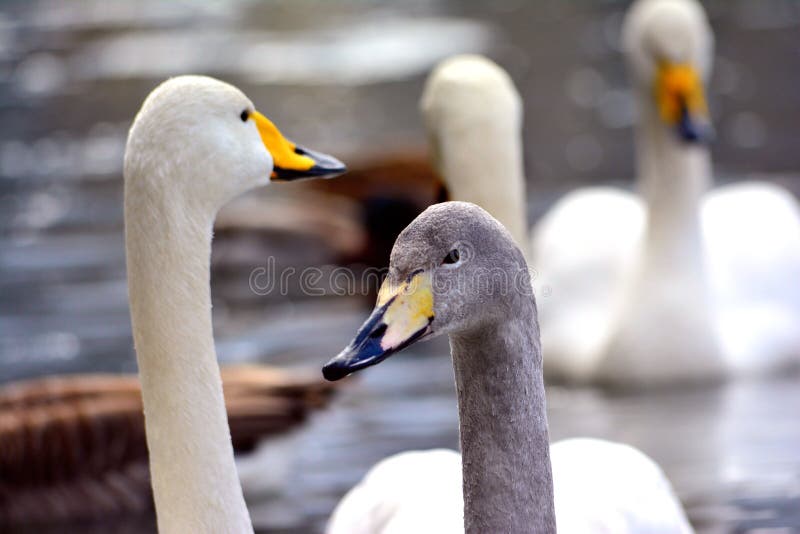 Swans playing stock image. Image of lakes, wave, elegant - 38577103