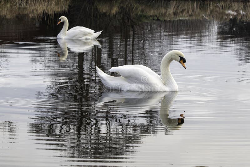 Swans Facing Photos - Free & Royalty-Free Stock Photos from Dreamstime