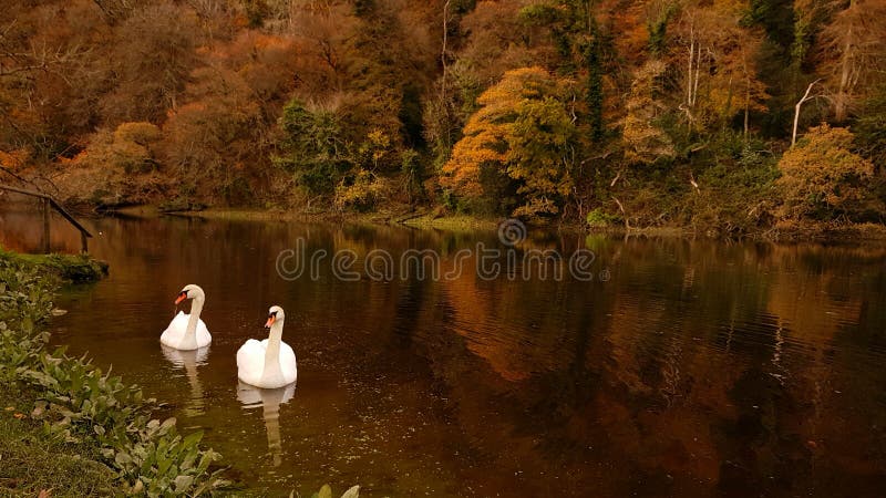 River Tavy, Tamar Valleys , Devon Stock Image - Image of wailking ...