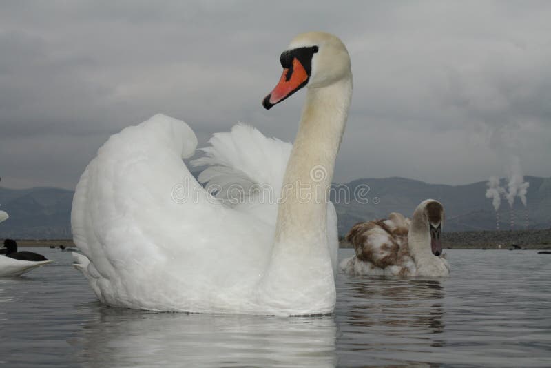 Swans Themselves Pose Stock Photos - Free & Royalty-Free Stock Photos ...