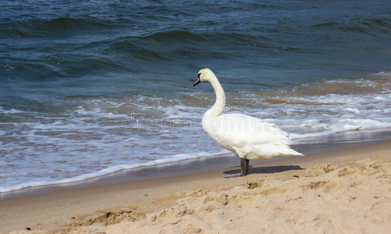 Baltic Sea - White Swans on the Shore. Stock Photo - Image of beauty ...