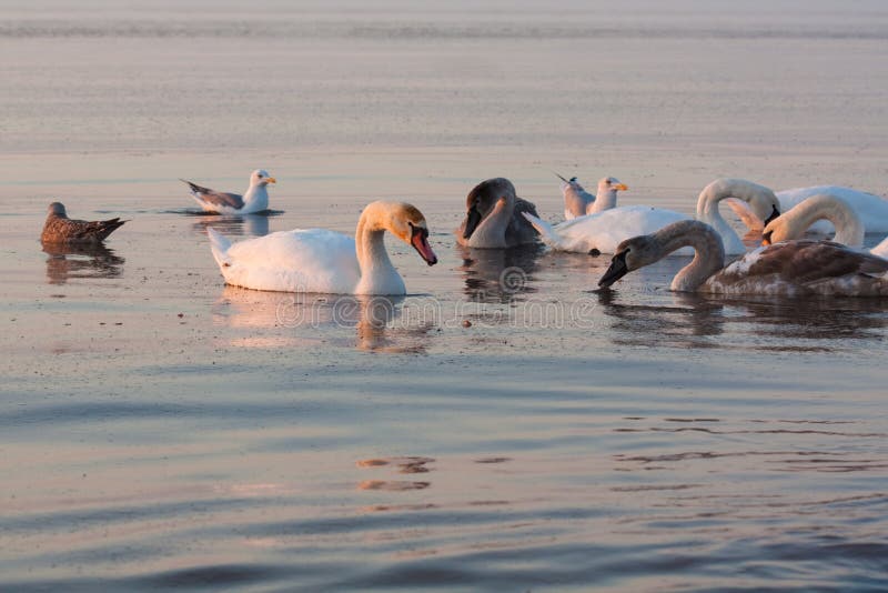 Swans in sea on sunrise stock photo. Image of destinations - 13034844