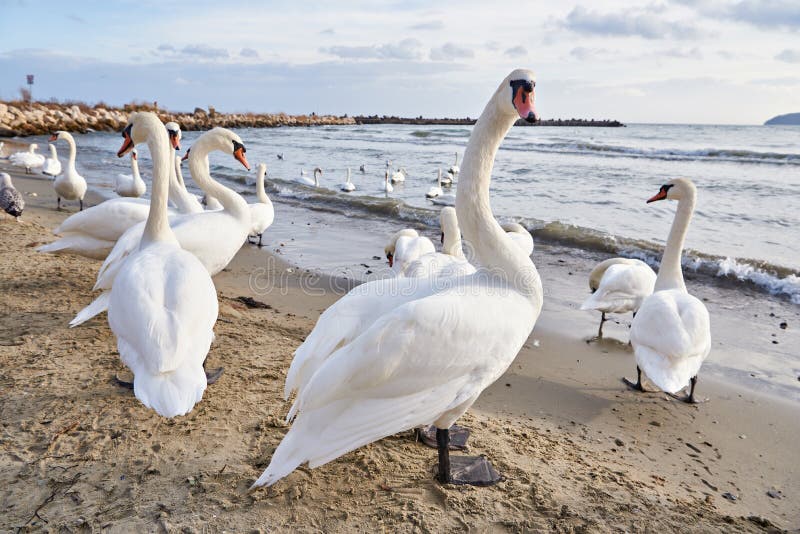 Swans on seashore stock image. Image of nature, swan - 263894585