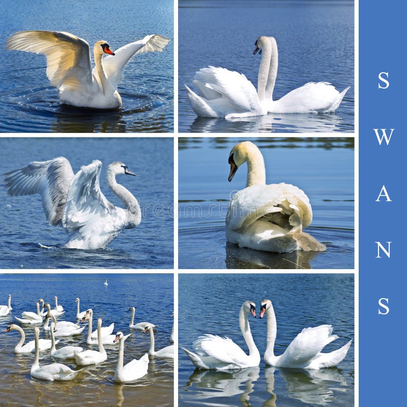 Swans set stock image. Image of group, feather, cygnet - 14134039