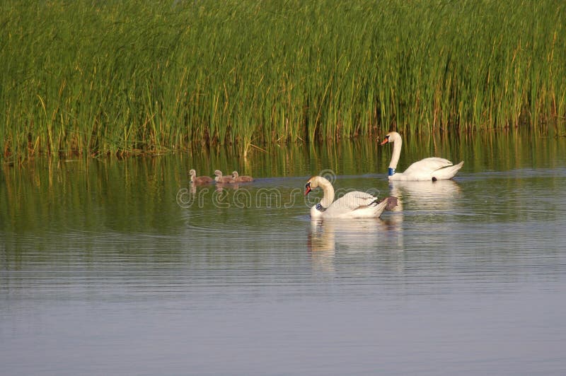 Swans with signets stock photo. Image of reed, anatidae - 964558