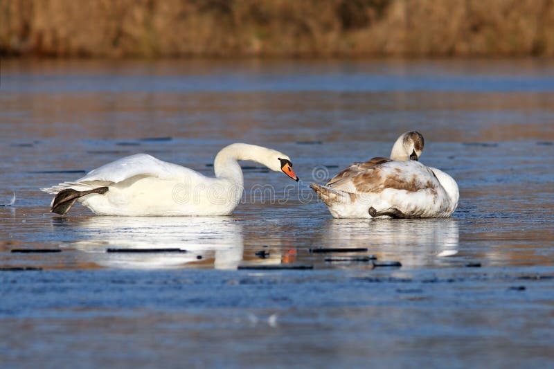 Swans skating on ice stock photo. Image of cygnus, bird - 35663942