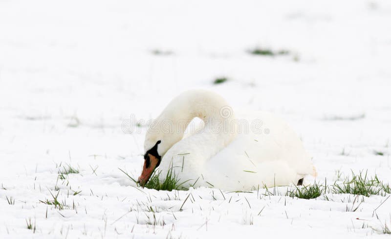 A swans in snow stock photo. Image of behavior, flying - 48425730