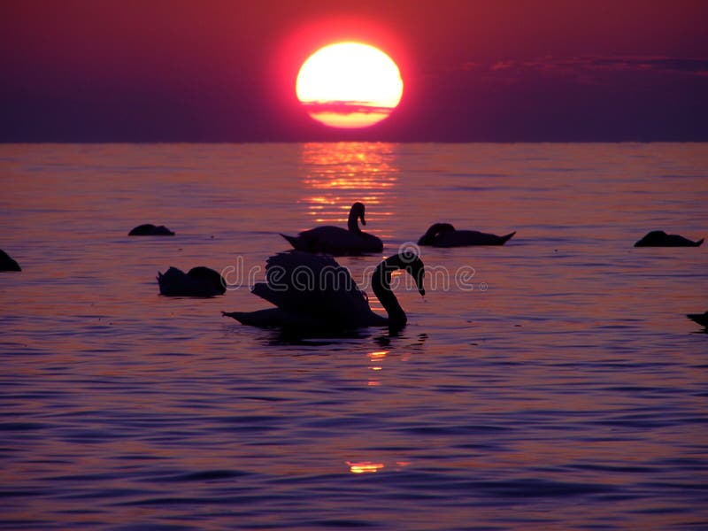 Swans in the Sunset Across Swithland Water Stock Photo - Image of light ...