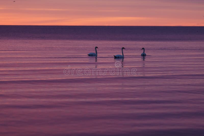 Swans at sunset stock photo. Image of reflection, lovely - 88492888