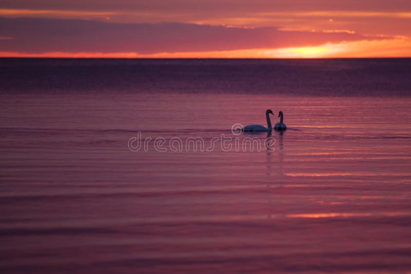 Swans at sunset stock photo. Image of reflection, lovely - 88492888