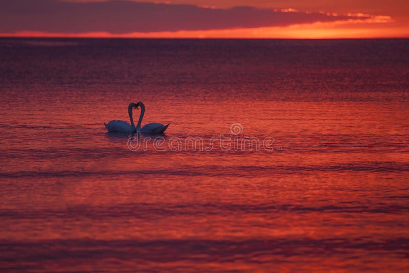 Swans at sunset stock photo. Image of elegant, river - 88493110