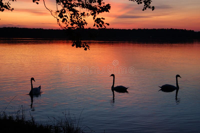 Swans in the Sunset Across Swithland Water Stock Photo - Image of light ...