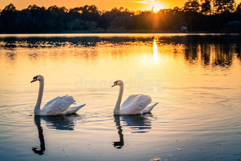 Swans on Sunset Lake stock image. Image of beautiful - 120813773