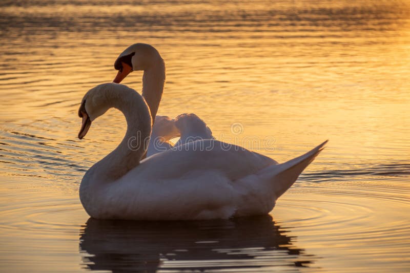Swans in the Sunset at the Lake Stock Image - Image of sunny, hour ...