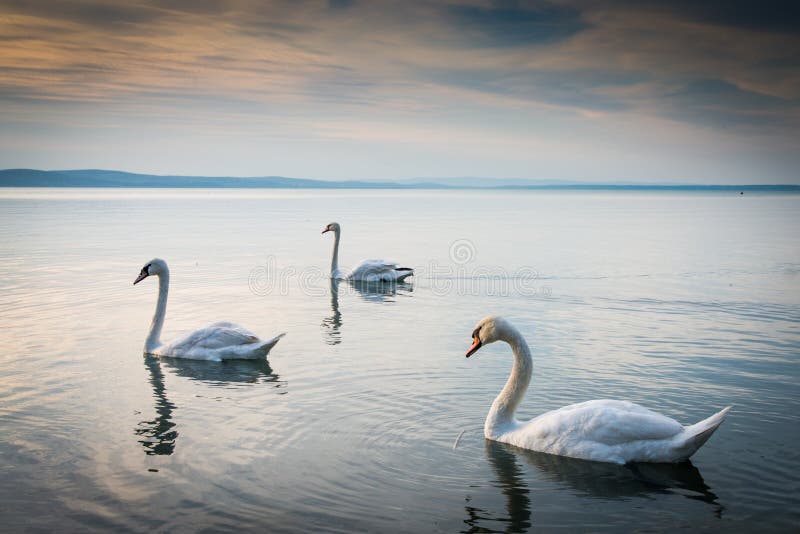 Swans on the lake stock image. Image of idyllic, lovely - 88848903