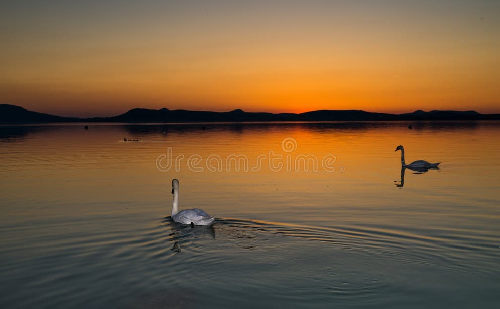 Swans in sunset stock photo. Image of swan, reflection - 98004810