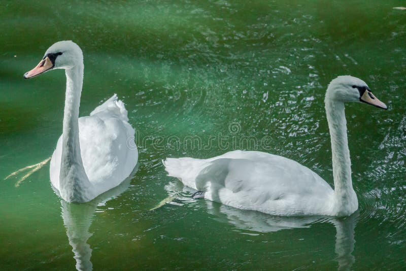 Swans swim in the pond stock photo. Image of white, wildlife - 198510894