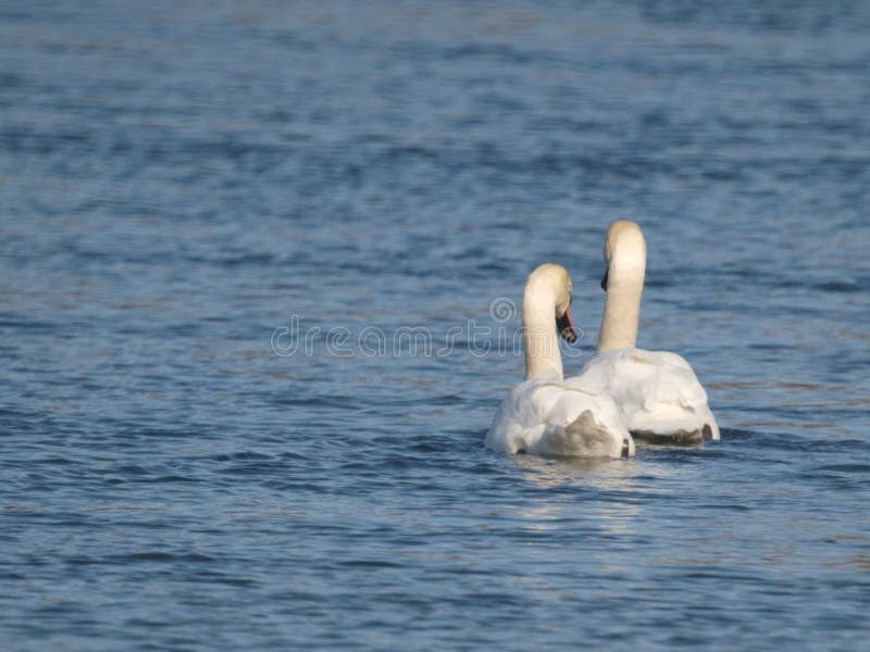 Swans swim on the river stock photo. Image of swim, wildlife - 330407406