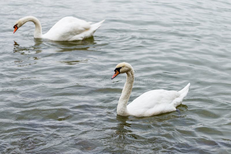 Swans Swim at Sunset in the Mincio River Near the Mantuan Shore Stock ...
