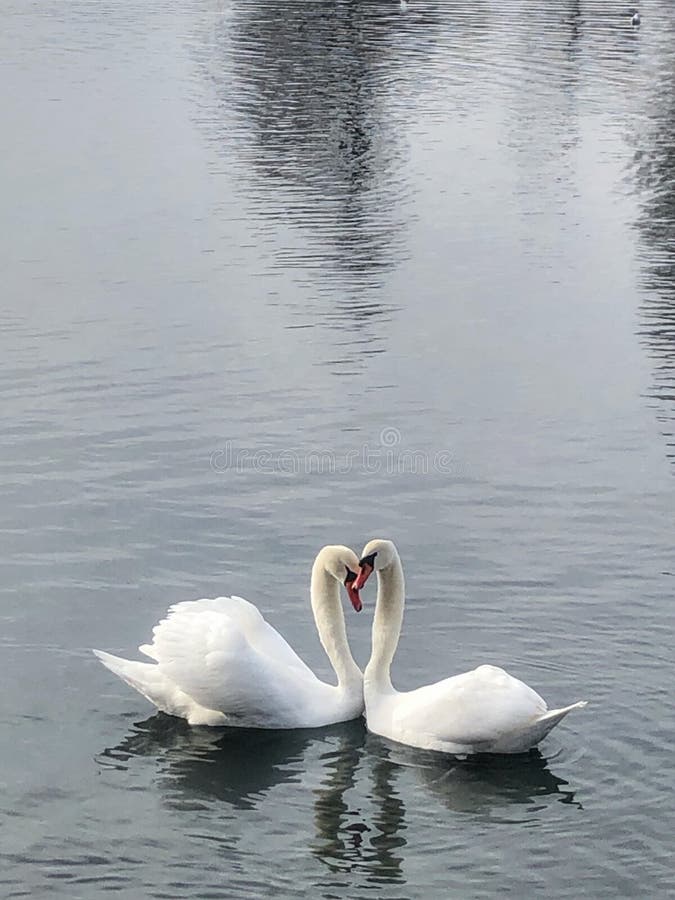 Swans swimming together stock photo. Image of waterfowl - 222259792