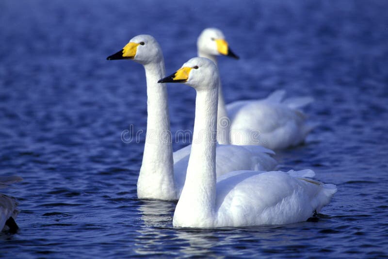 Swans Swimming in the Water Stock Image - Image of swans, daytime: 9646595