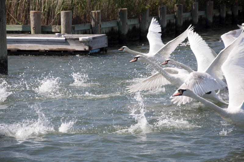 Swans taking off stock image. Image of swans, taking - 116466533