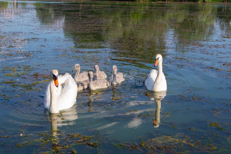 Swans with their young stock image. Image of birds, river - 271149739