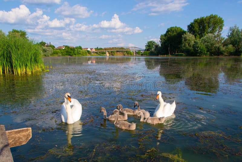 Swans with their young stock photo. Image of wildlife - 271149782