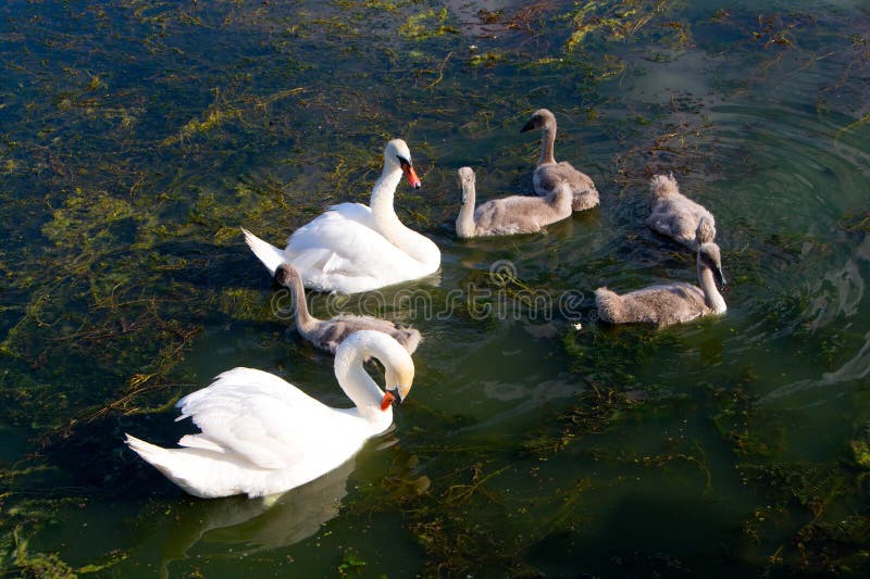 Swans with their young stock image. Image of beautiful - 271149957
