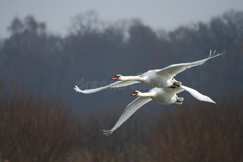 Two flying swans. stock photo. Image of autumn, flight - 42847774