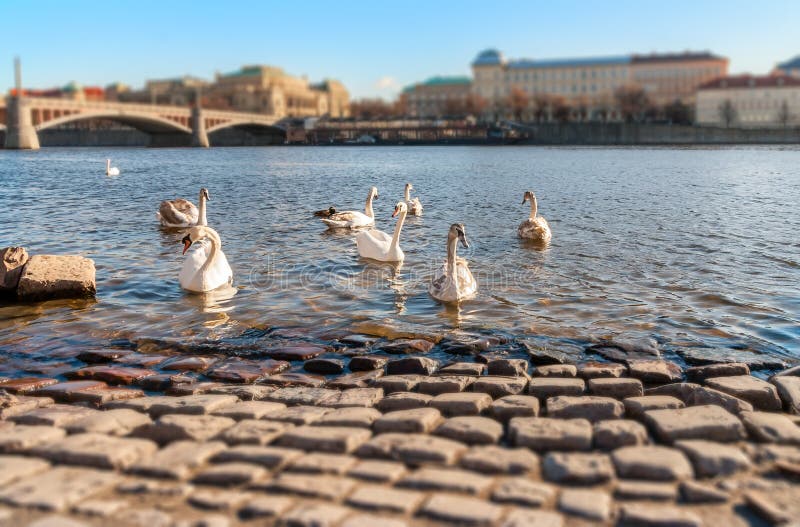 Swans on the Vltava River, Prague Stock Image - Image of medieval ...