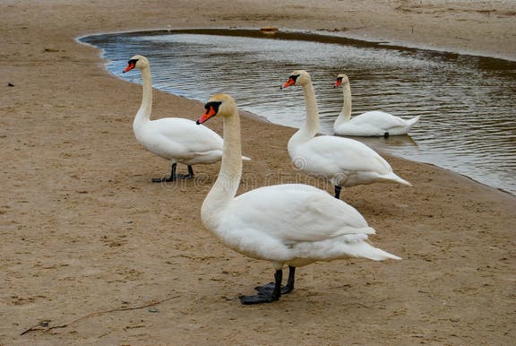 Swans stock photo. Image of birds, reflection, waterfowl - 265599110