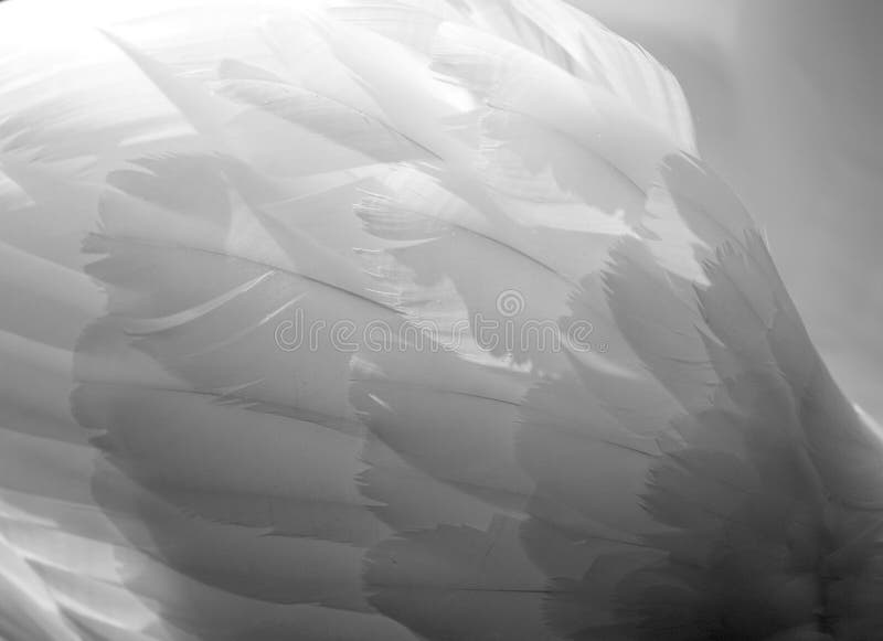 Swans Wings stock photo. Image of nature, feathers, wing - 8660144