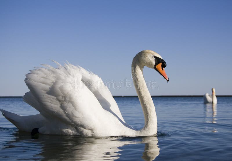 Vita & svarta svanar arkivfoto. Bild av vitt, omkring - 62494058