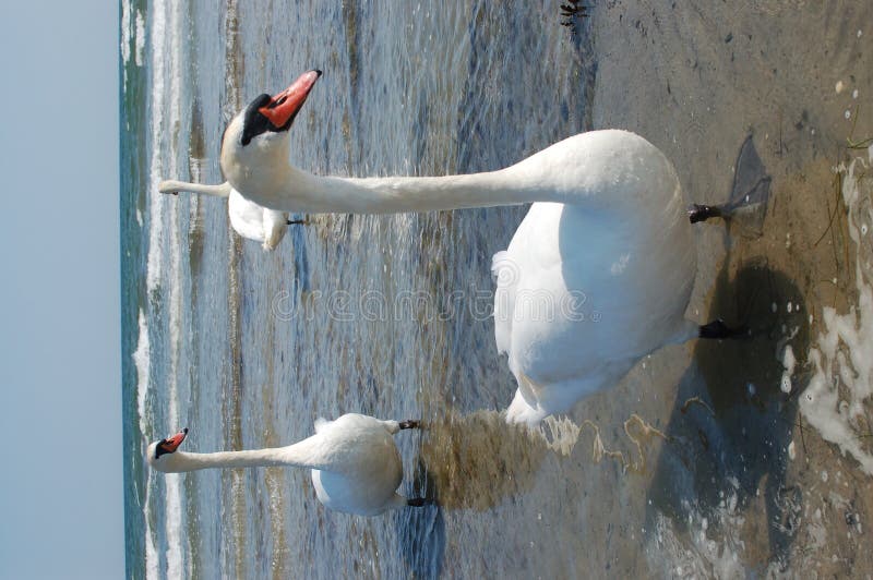 Swany triology stock image. Image of white, beach, feather - 3666759