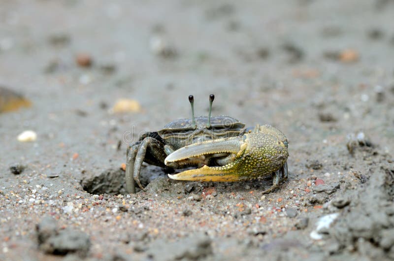 Sward crab stock photo. Image of watching, look, natural - 21319618