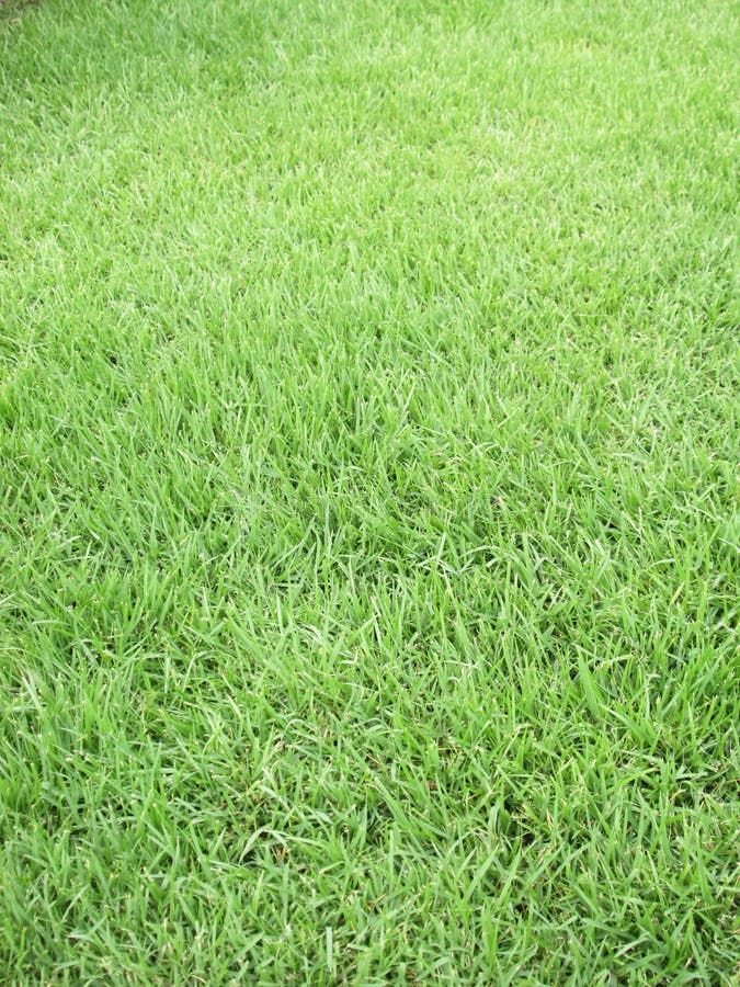 Sward in garden stock image. Image of pattern, path, garden - 60802619