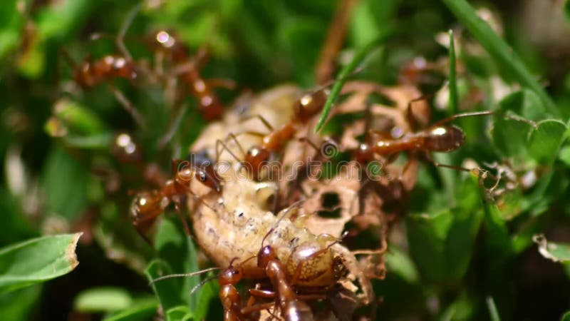 Swarm of ants attack worm stock video. Video of mother - 262326861