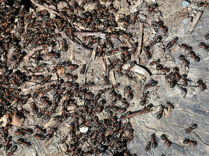 A swarm of ants stock image. Image of ants, animal, nature - 186715659