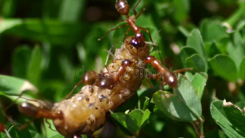Swarm of Ants Devour a Maggot in the Grass Stock Video - Video of ...