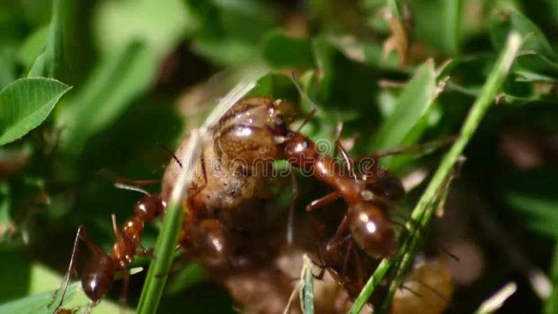 Swarm of Ants Devour a Maggot in the Grass Stock Footage - Video of ...