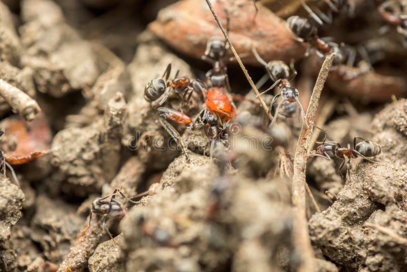 Ants Eating Aphids stock photo. Image of antenna, cultivated - 25171992