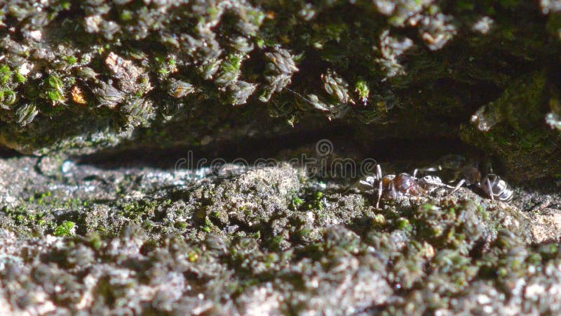 Swarm of Ants on the Acacia Tree-0001 Stock Footage - Video of ants ...