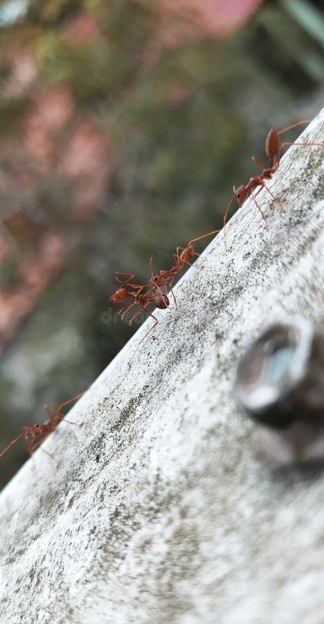 A swarm of ants is walking stock photo. Image of swarm - 261873046